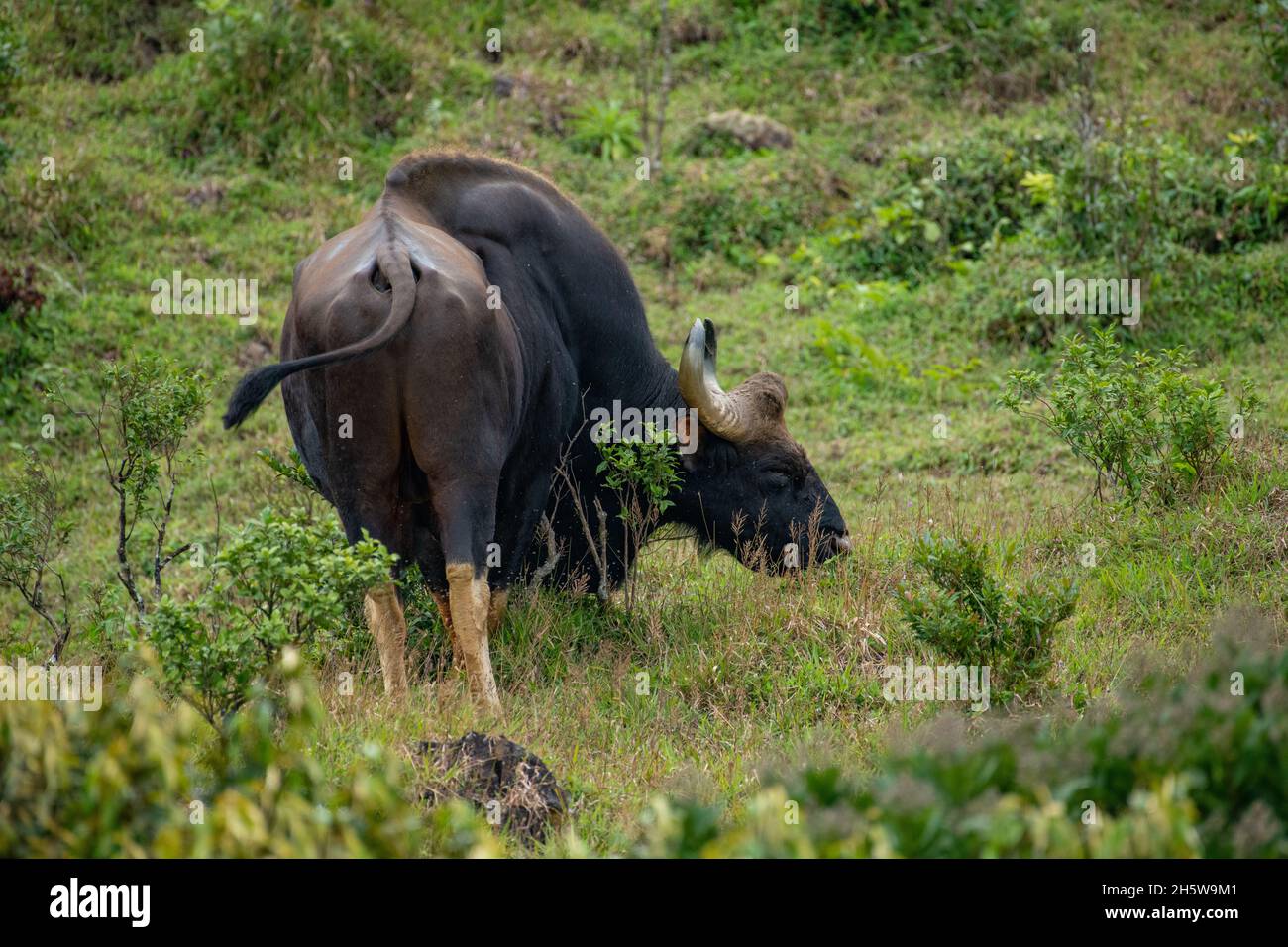 Indian forest animals hi-res stock photography and images - Alamy