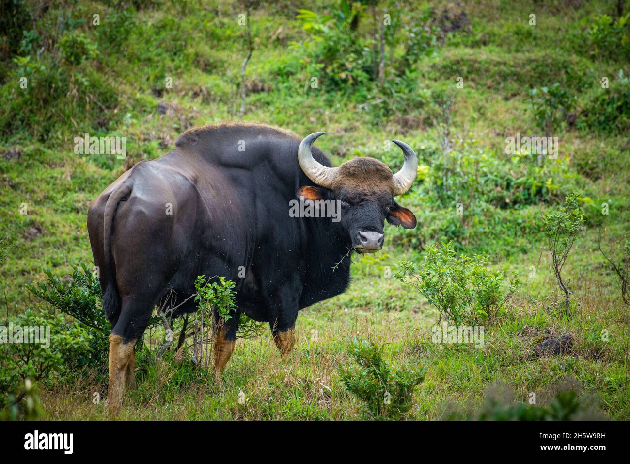 The gaur, also known as the Indian bison, is a bovine native to South ...