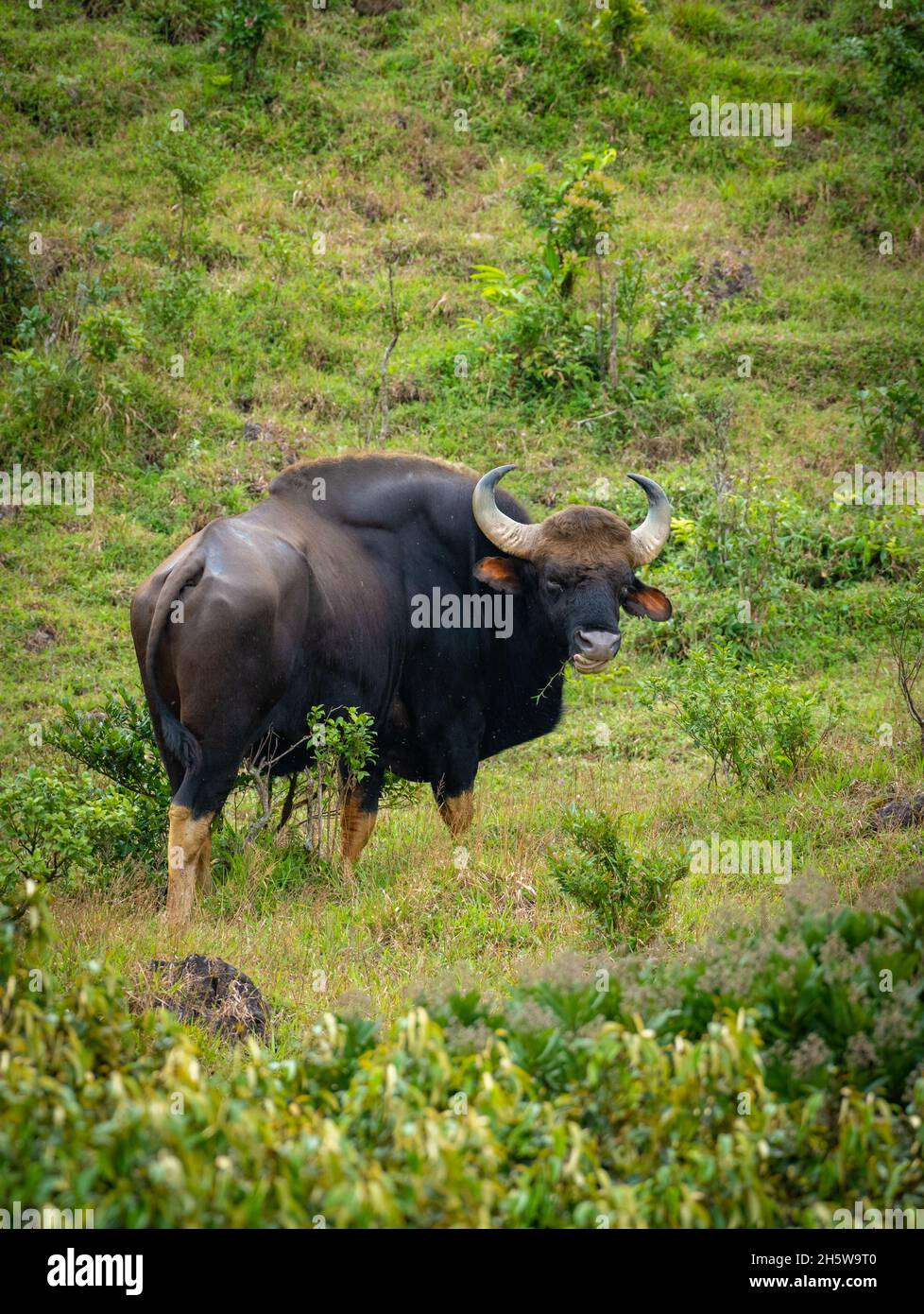 The gaur, also known as the Indian bison, is a bovine native to South ...