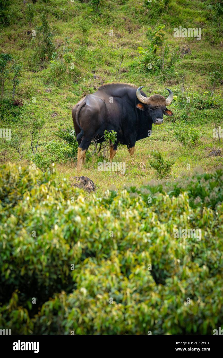 The gaur, also known as the Indian bison, is a bovine native to South ...