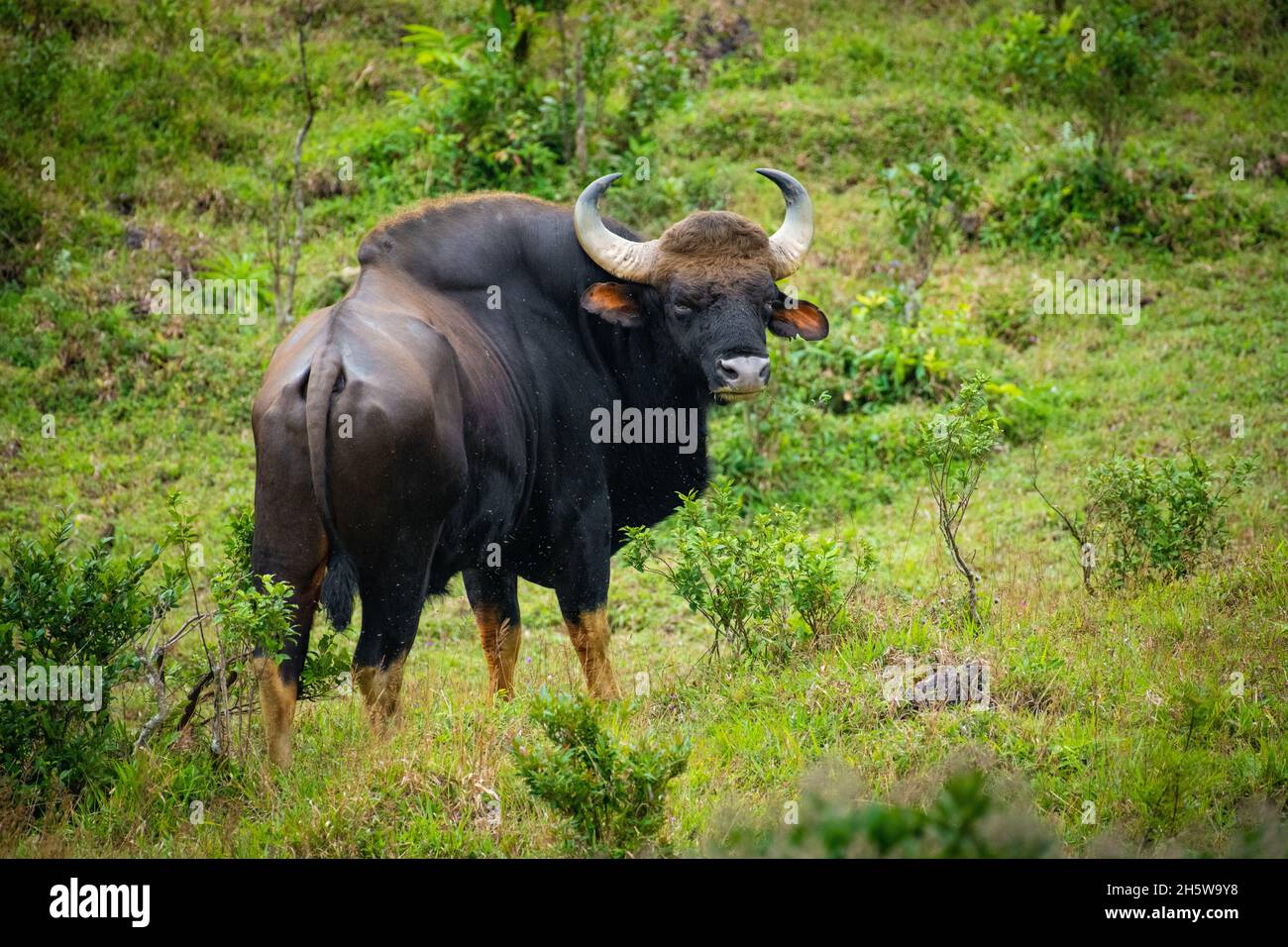 The gaur, also known as the Indian bison, is a bovine native to South ...