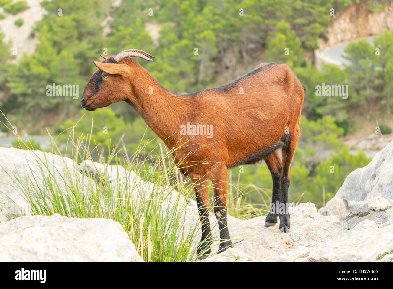 mountain goat on Mallorca Balearics spain Stock Photo - Alamy