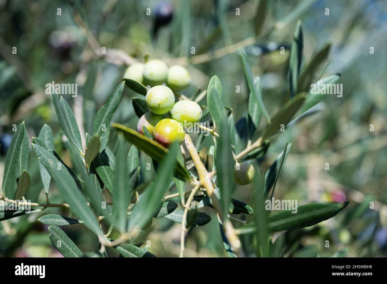 Closeup of beautiful green olive fruits growing and ripening on a tree ...