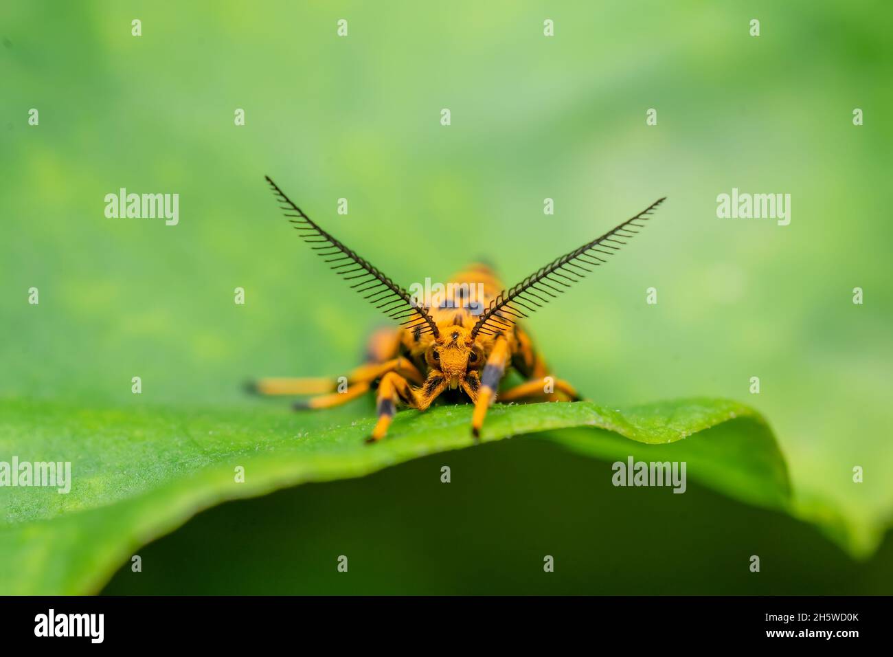 Nepita moth hi-res stock photography and images - Alamy