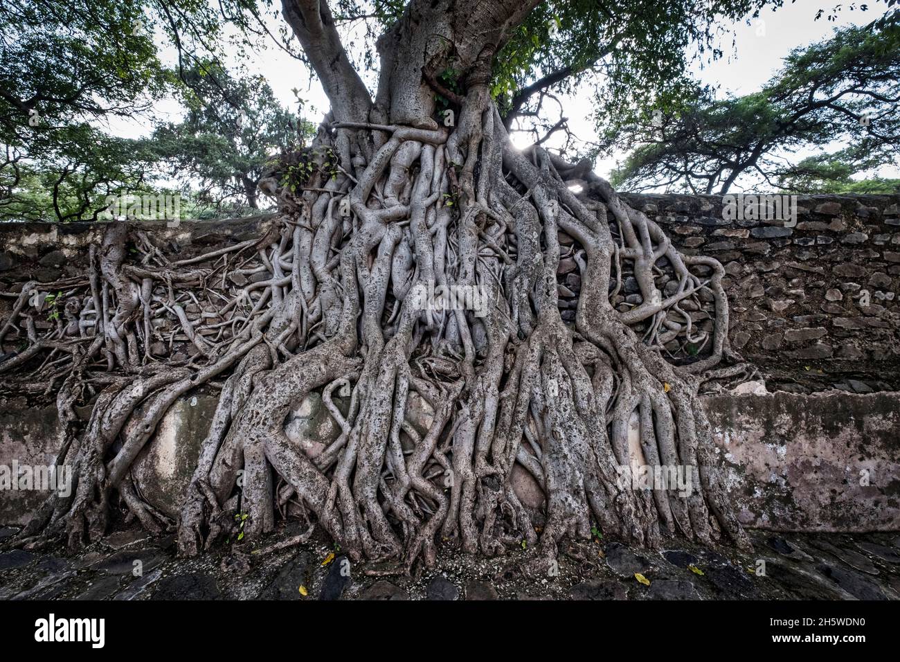 Fasiladas' Bath in Gondar, Ethiopia, Africa Stock Photo - Alamy