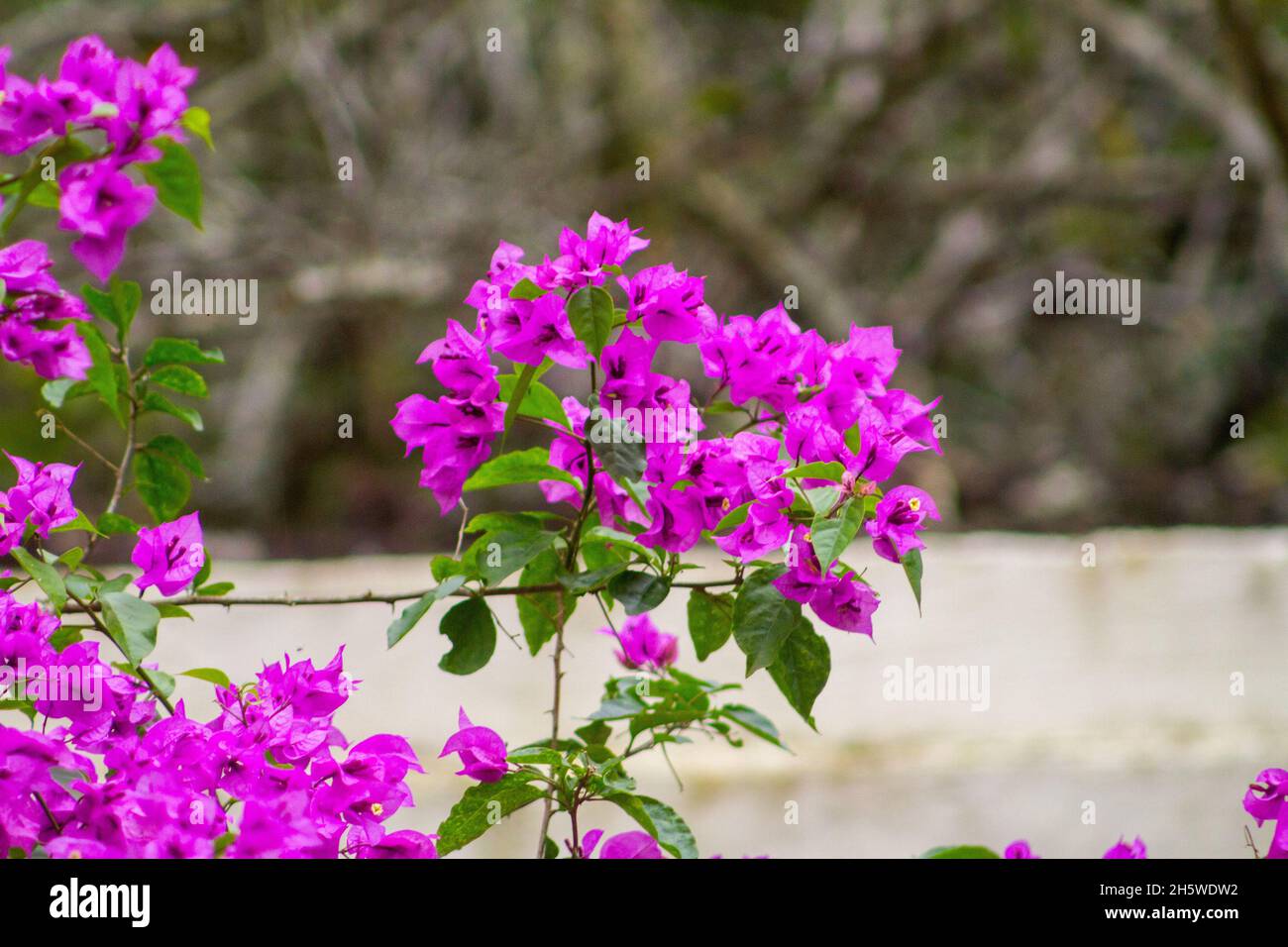 flower known as Three Marys outdoors in Rio de Janeiro Stock Photo - Alamy
