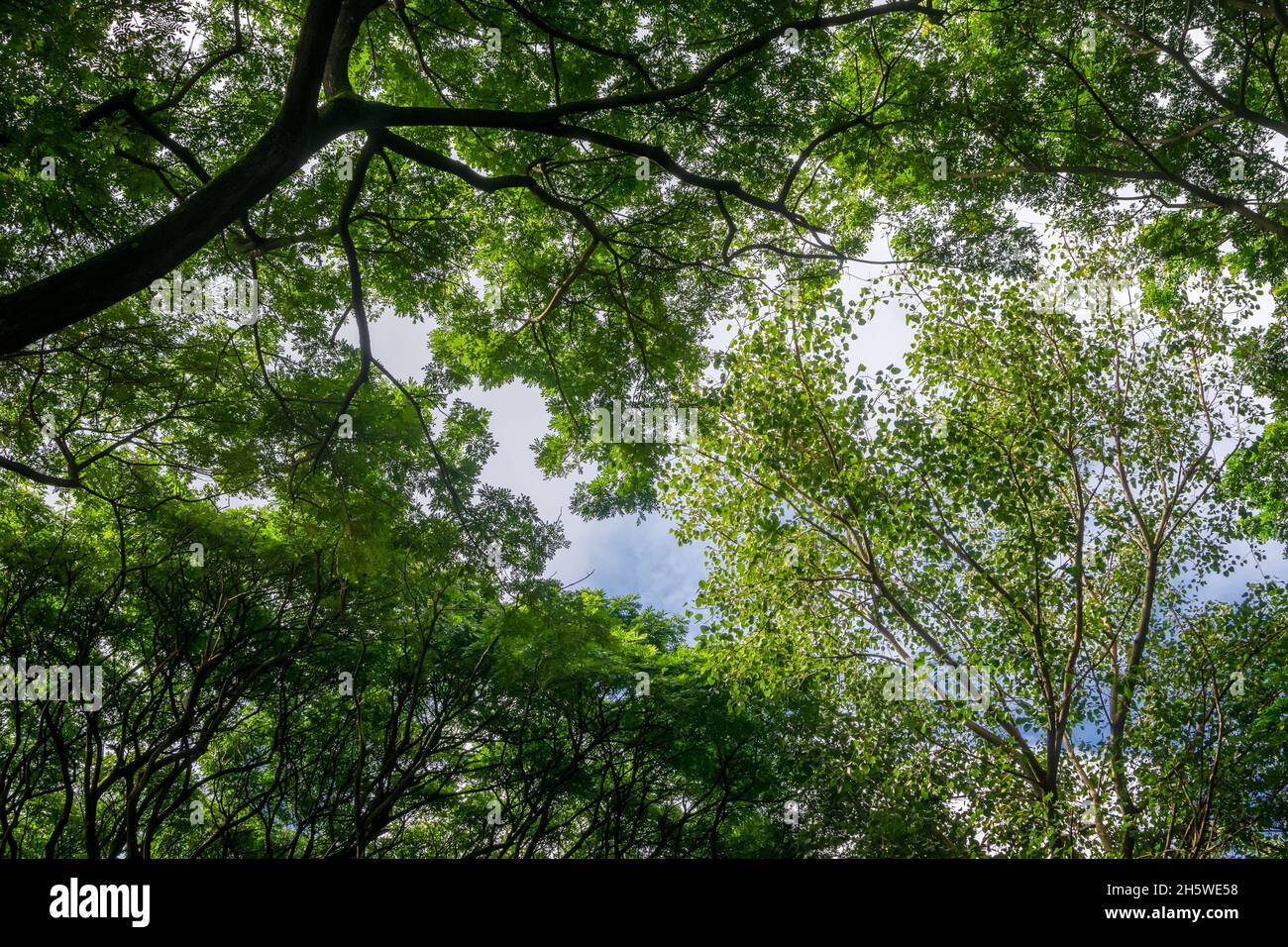 Canopy trees hi-res stock photography and images - Alamy