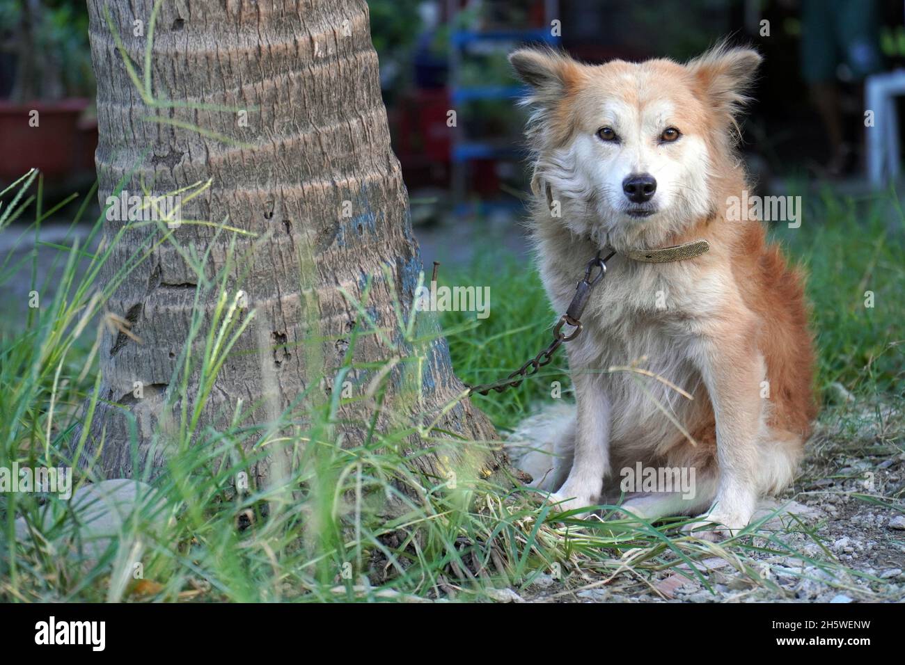Icelandic Sheepdog outdoors in the park on a leash near the tree Stock ...
