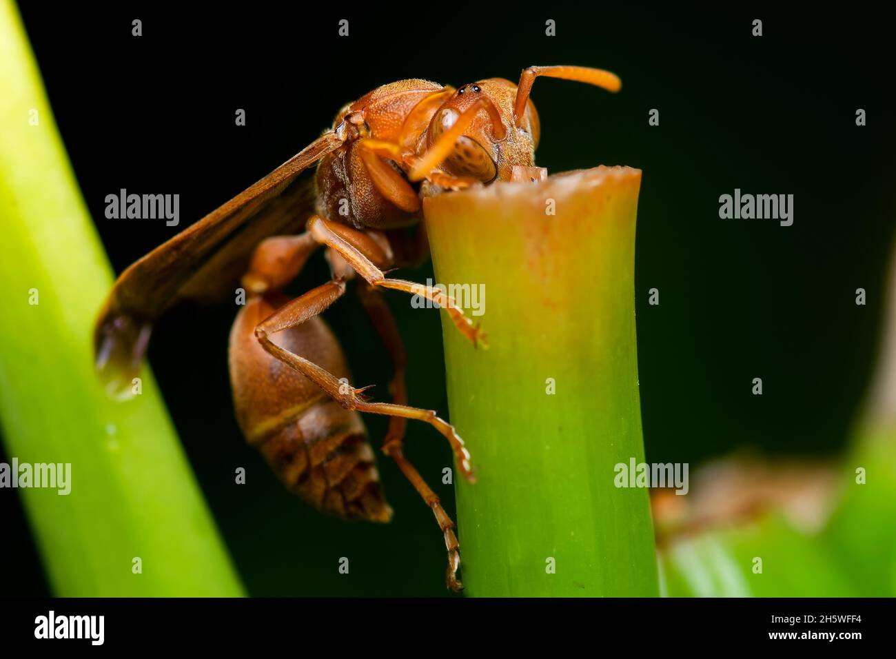 Getting cell sap hi-res stock photography and images - Alamy