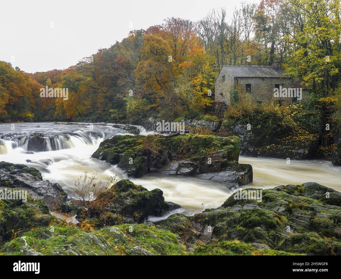 Cenarth falls salmon hi-res stock photography and images - Alamy