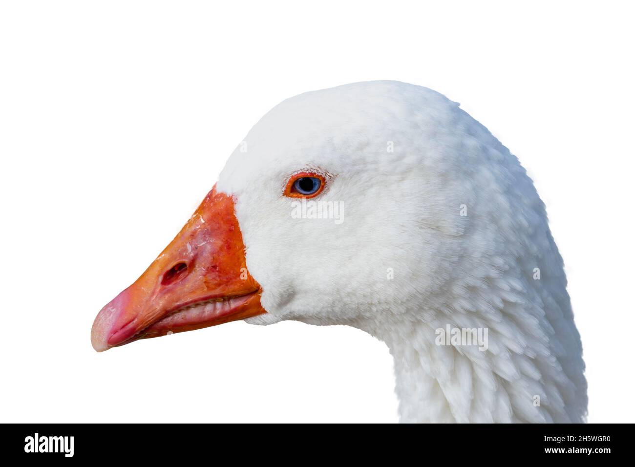 Detail of the head of a white goose isolated on white background Stock ...