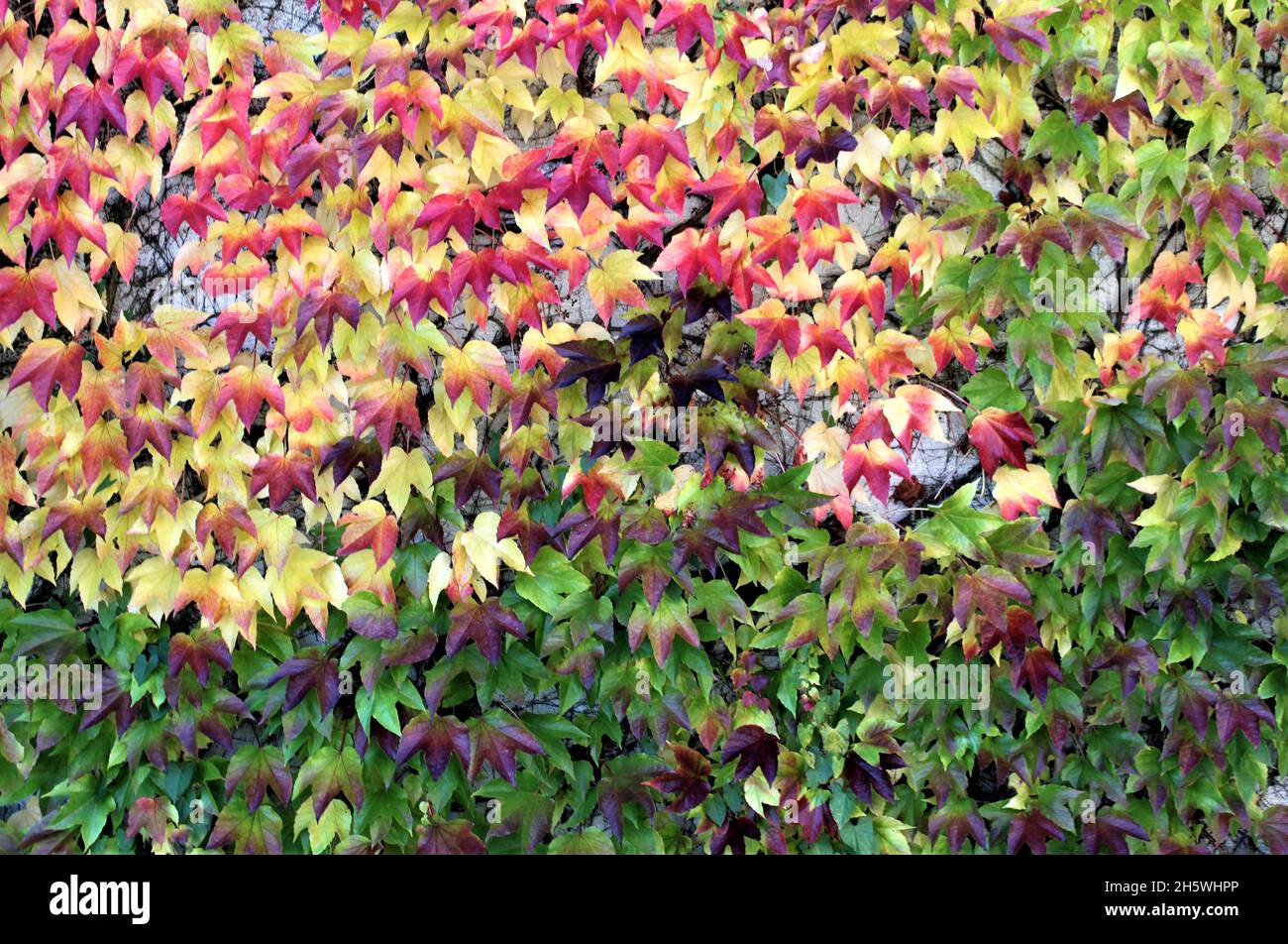 Colorful vine leaves hi-res stock photography and images - Alamy