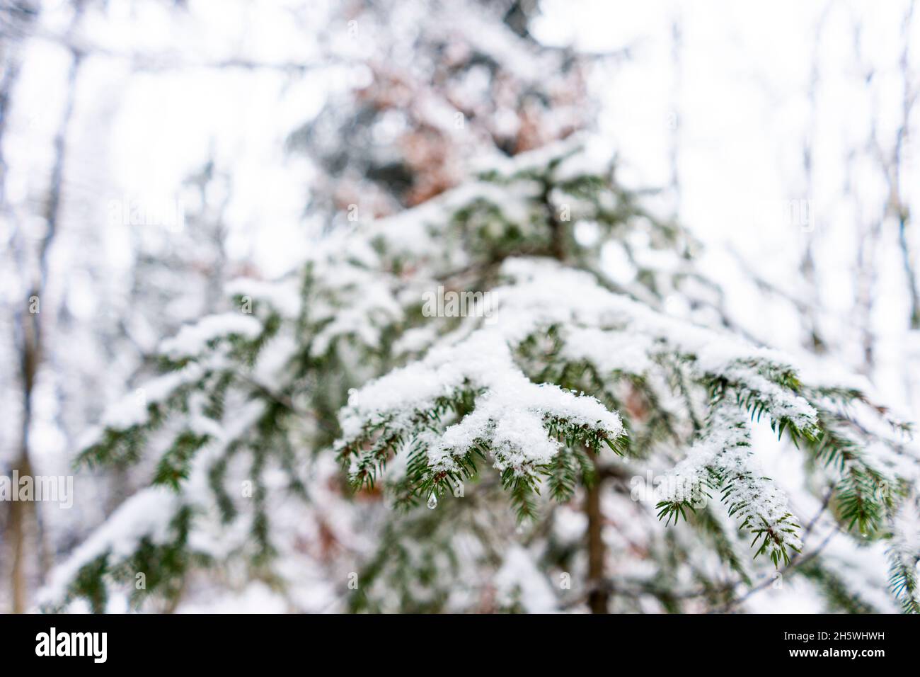 Snowy and icy branches in cold winter on a cloudy day Stock Photo - Alamy