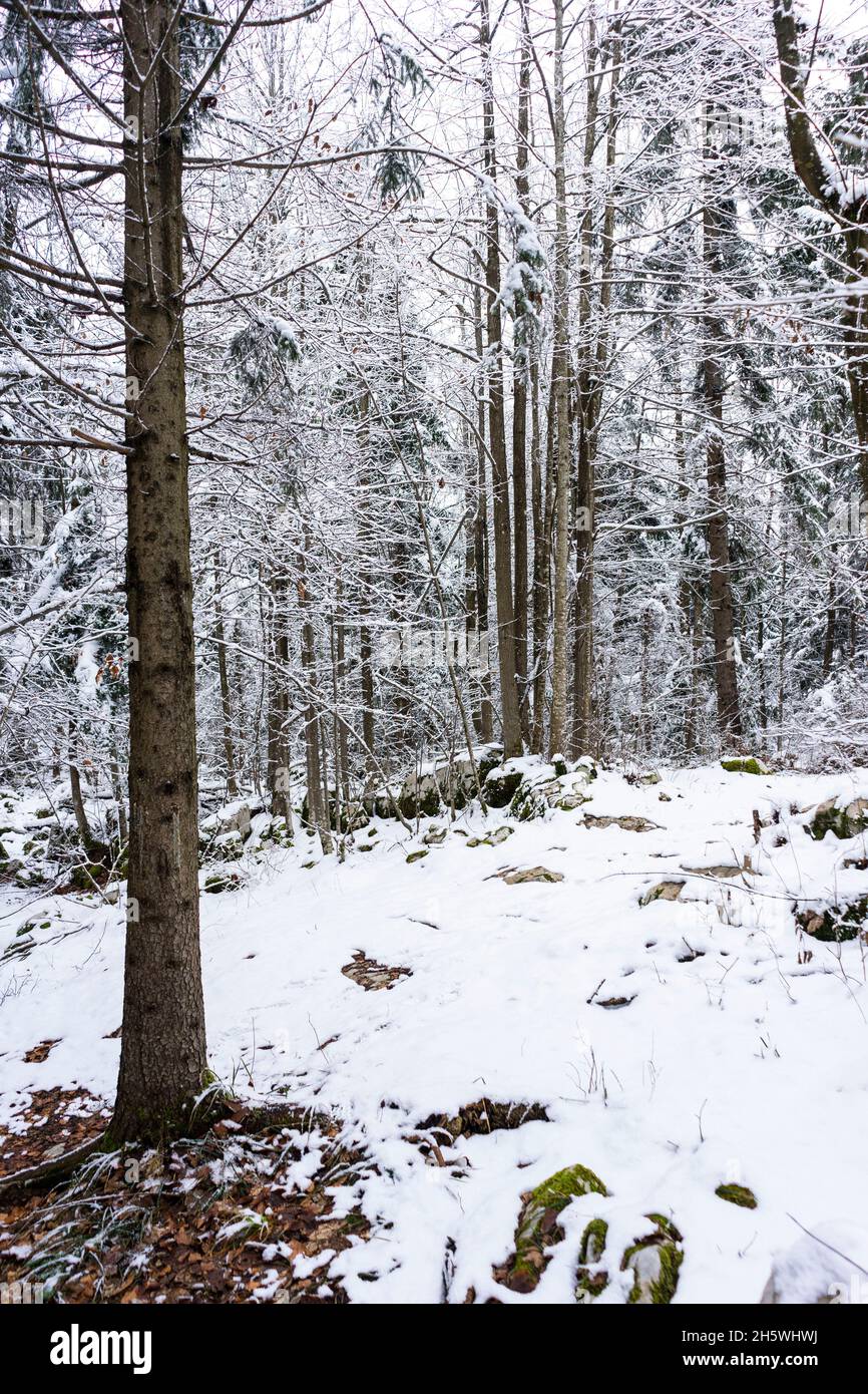 Snowy and icy branches in cold winter on a cloudy day Stock Photo - Alamy