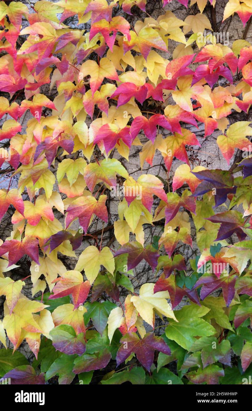 Colorful vine leaves hi-res stock photography and images - Alamy