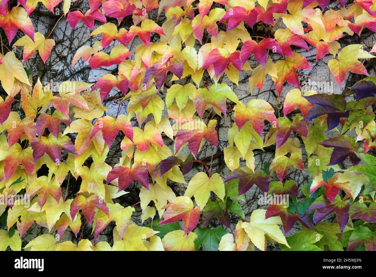 Vine leaves in background hi-res stock photography and images - Alamy