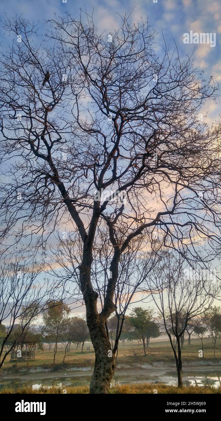 Vertical shot of dry trees in a park on an autumn day Stock Photo - Alamy