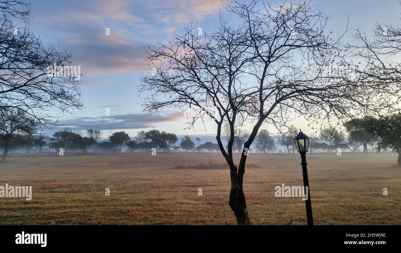 Dry trees in a park on a foggy autumn day Stock Photo - Alamy
