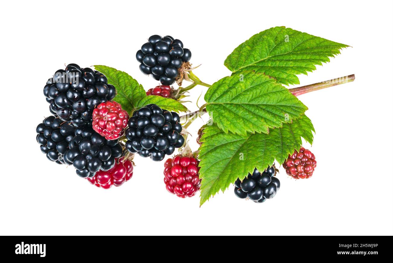 Bramble red stem Cut Out Stock Images & Pictures - Alamy