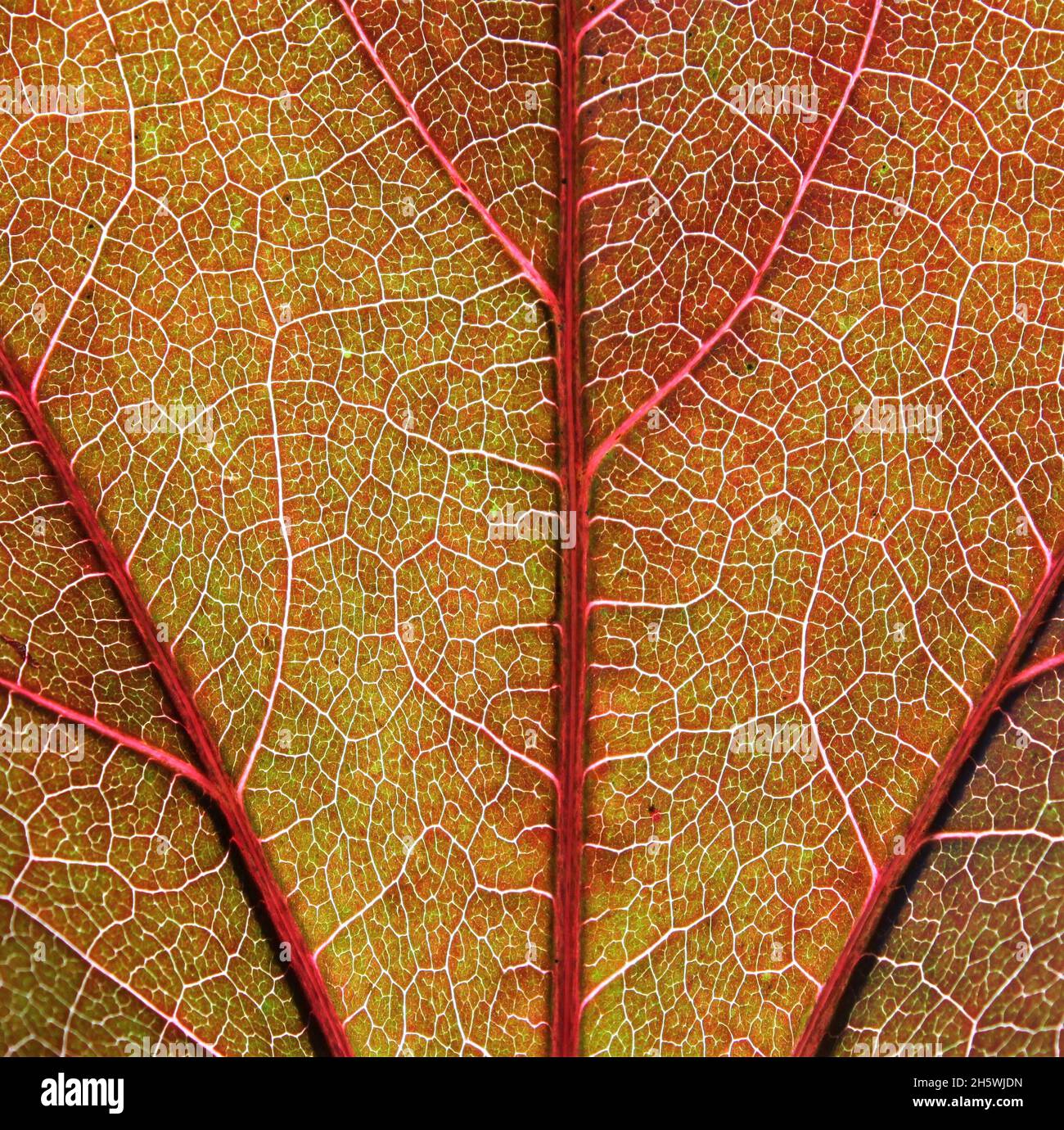 Vein texture hi-res stock photography and images - Alamy