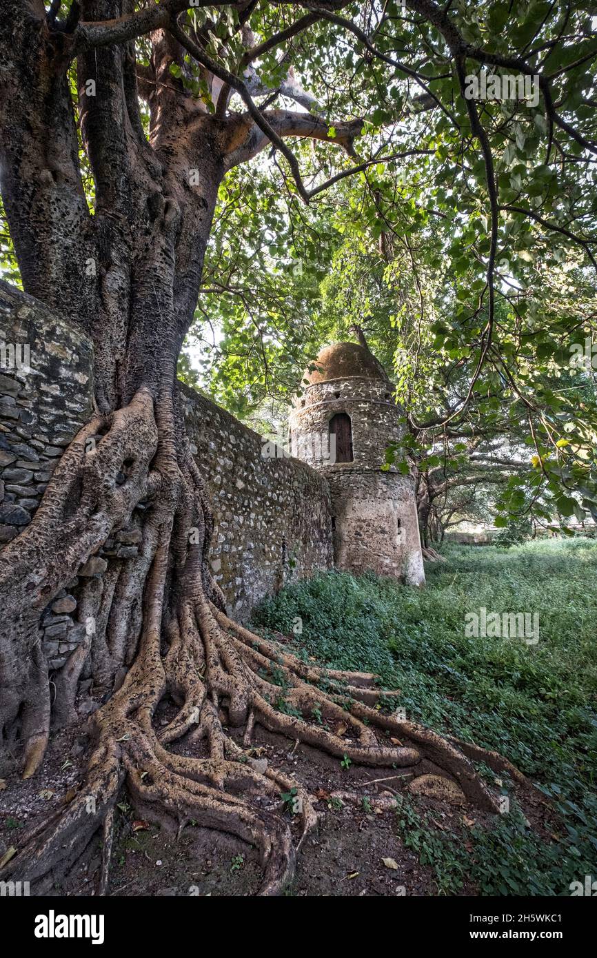 Fasiladas' Bath in Gondar, Ethiopia, Africa Stock Photo - Alamy