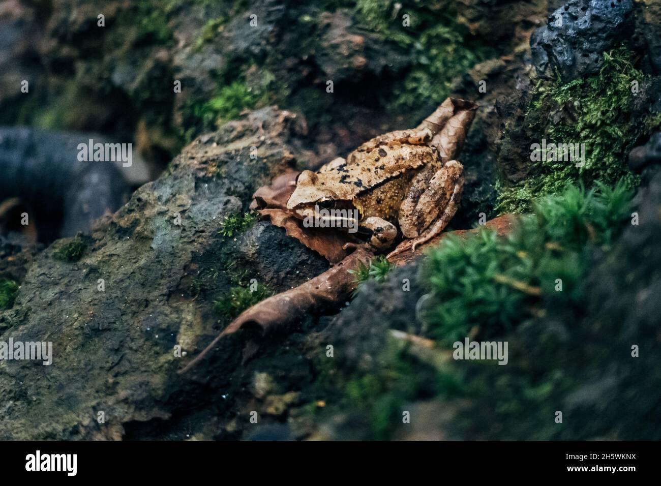 High angle shot of afrog sitting on a stone Stock Photo - Alamy