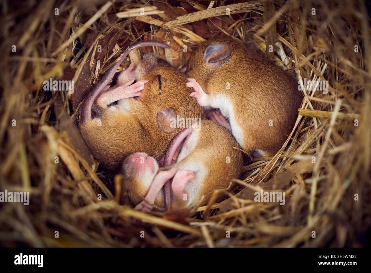 Baby mice sleeping in nest in funny position (Mus musculus Stock Photo ...