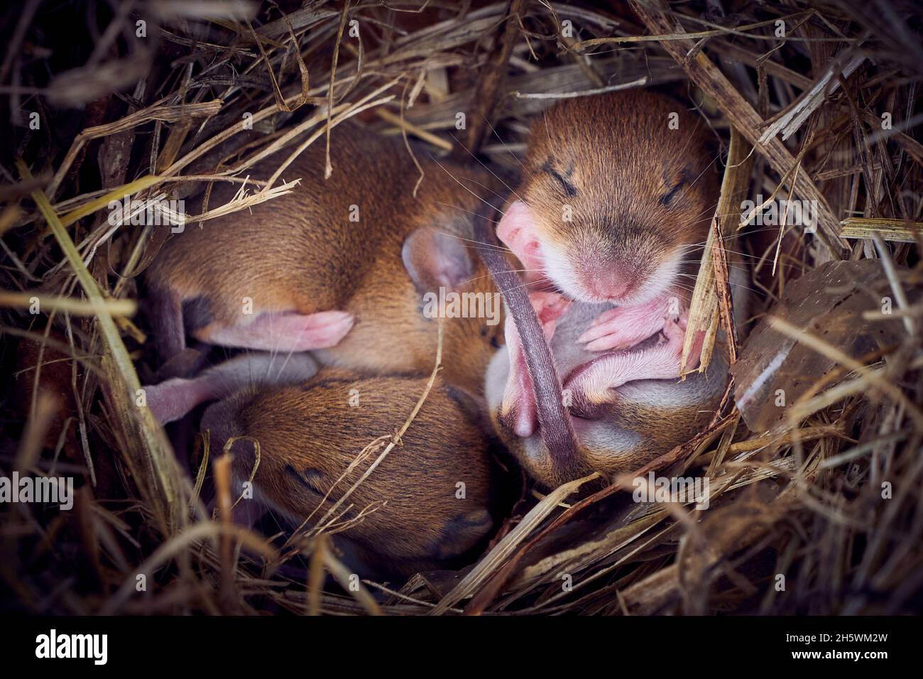 Field Mouse Sleeping