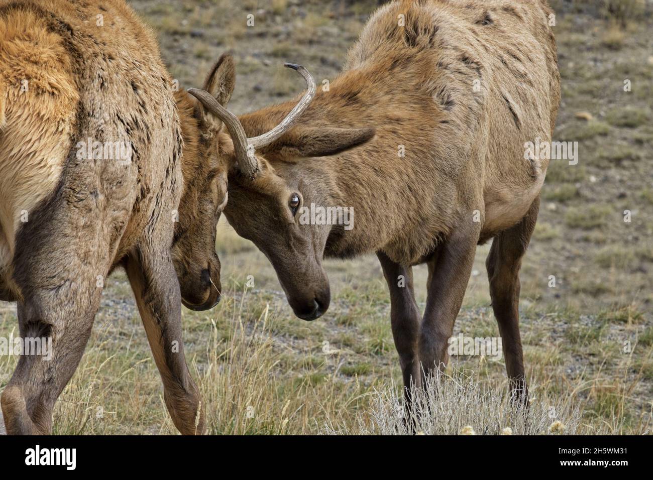 Combat sparring between two, young adult male elk with single point ...