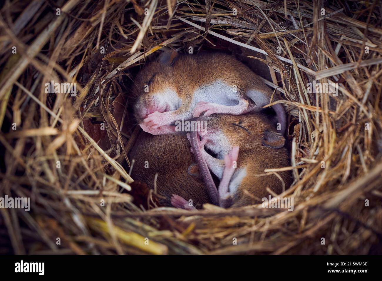 Baby mice sleeping in nest in funny position (Mus musculus Stock Photo ...