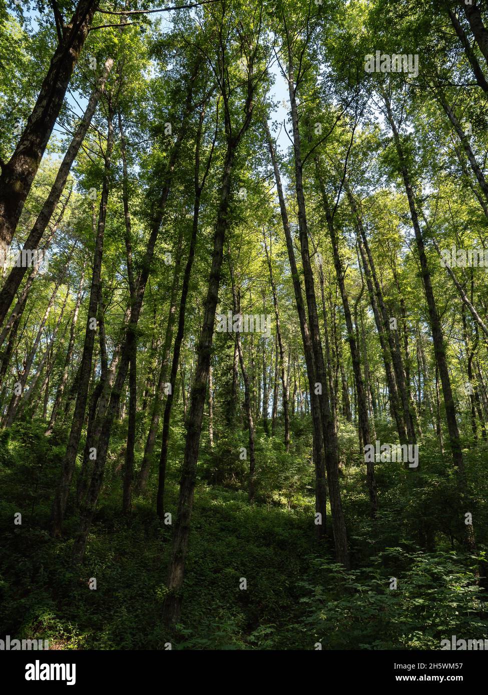Surrounded by Trees in a Forest during Springtime Stock Photo - Alamy