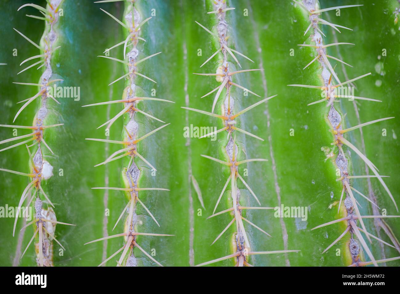cactus needles close up for background and texture use Stock Photo - Alamy