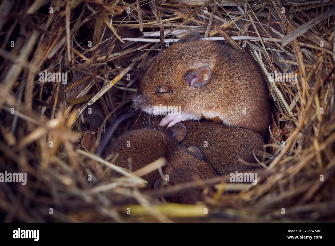 Baby mice sleeping in nest in funny position (Mus musculus Stock Photo ...