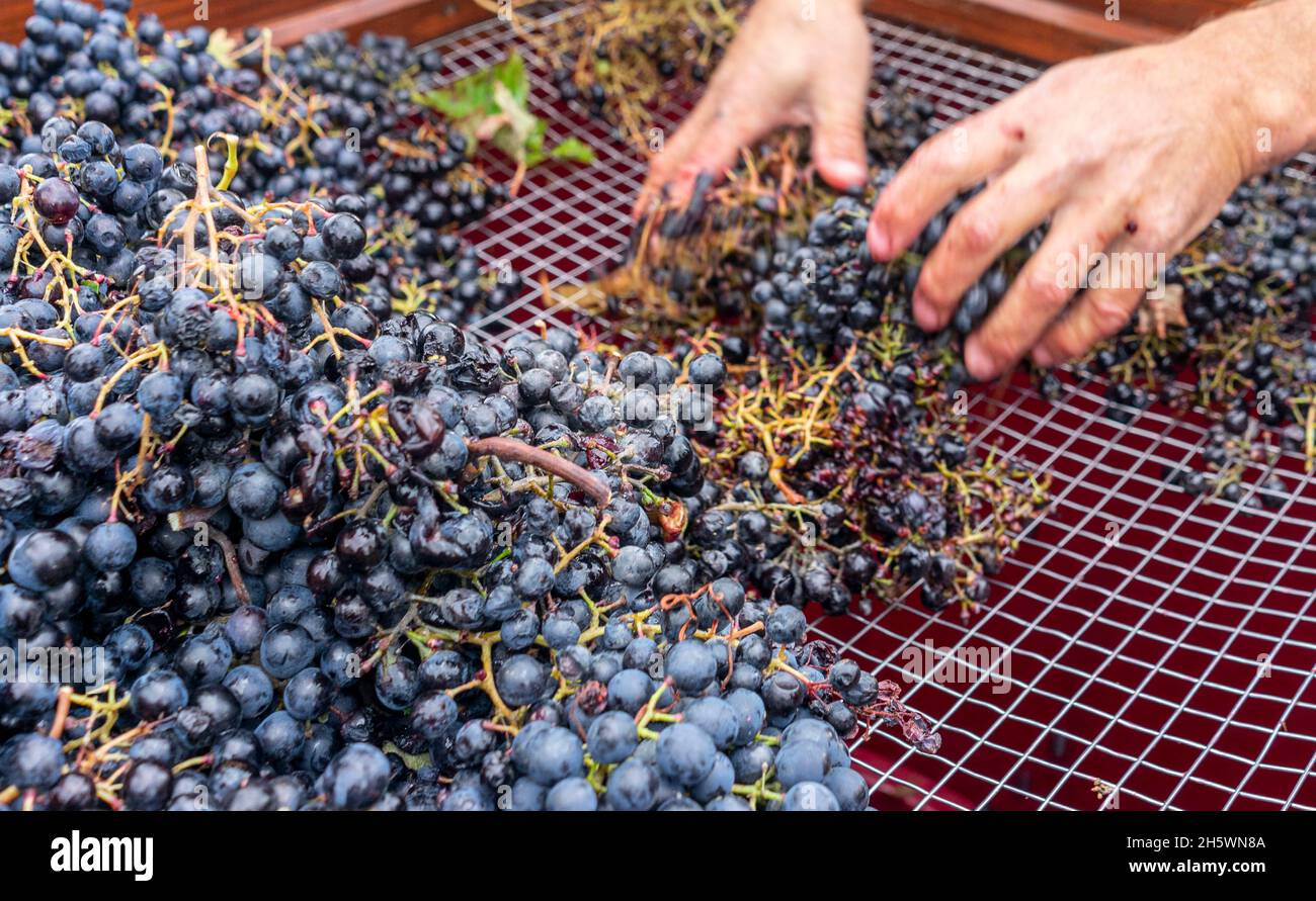 Traditional hand harvest of grapes and preparing them for fermentation ...
