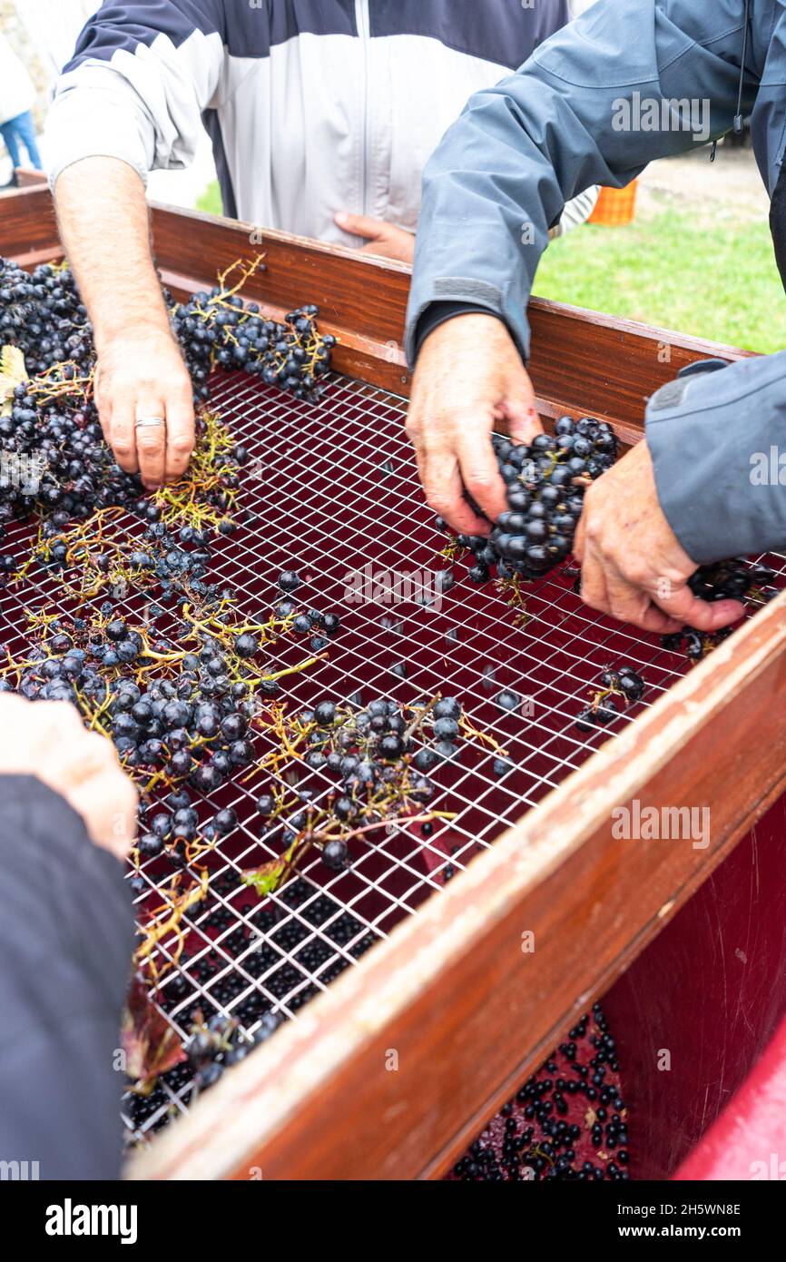 Traditional hand harvest of grapes and preparing them for fermentation ...