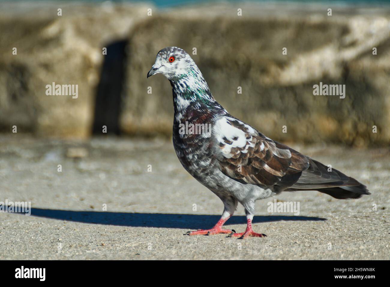 Sea bird long neck hi-res stock photography and images - Alamy