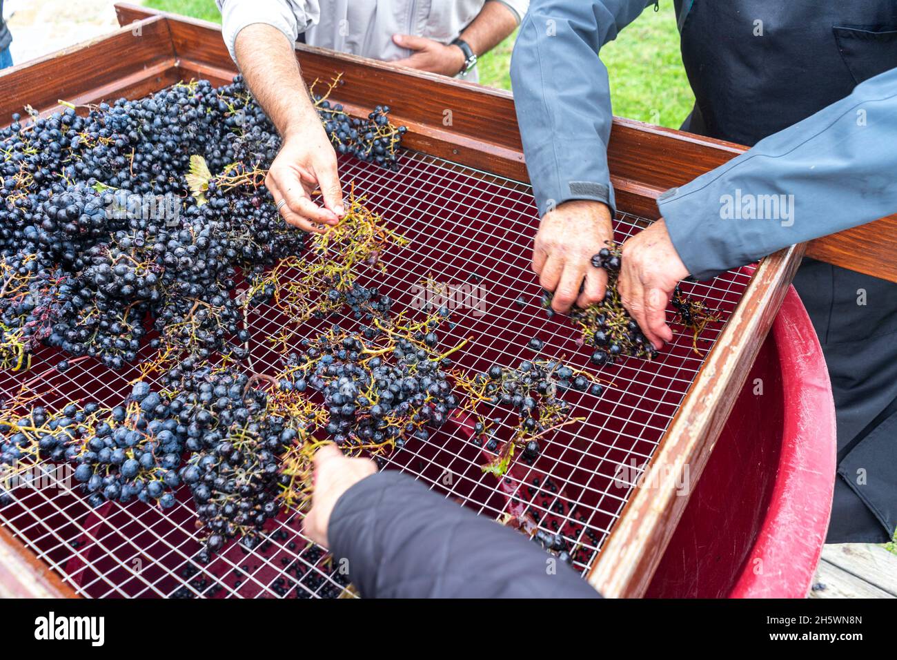 Traditional hand harvest of grapes and preparing them for fermentation ...