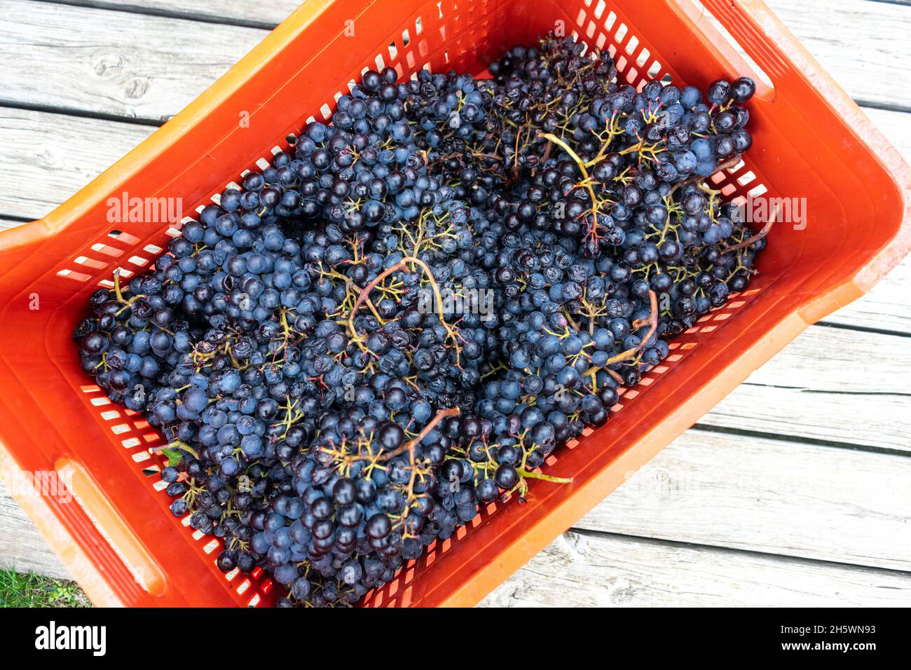 Traditional hand harvest of grapes and preparing them for fermentation ...
