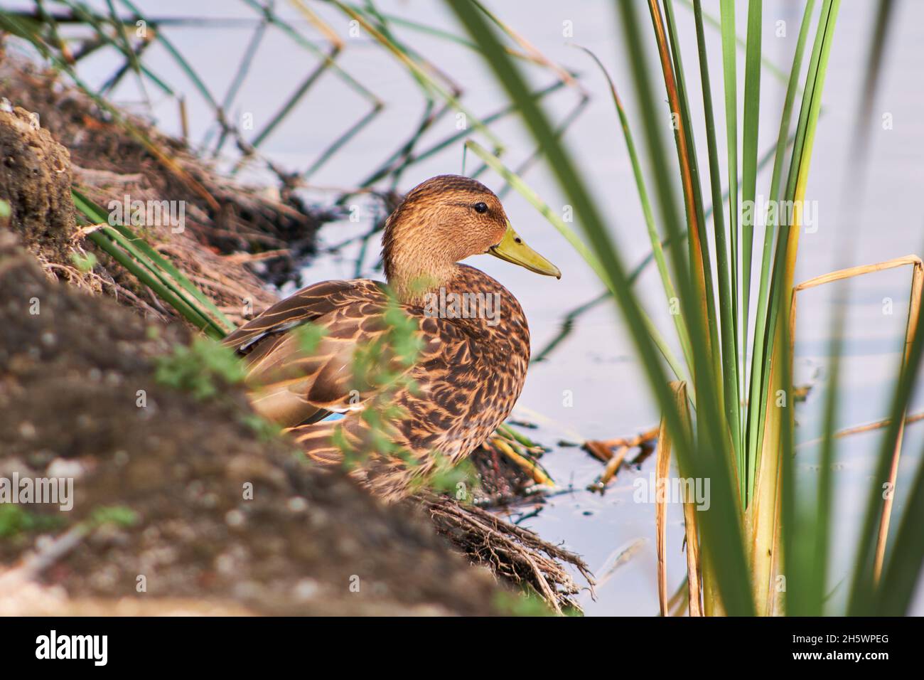 Female mallard near pond hi-res stock photography and images - Alamy