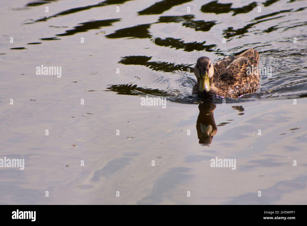 Selective of a female mallard duck wading in a lake Stock Photo - Alamy
