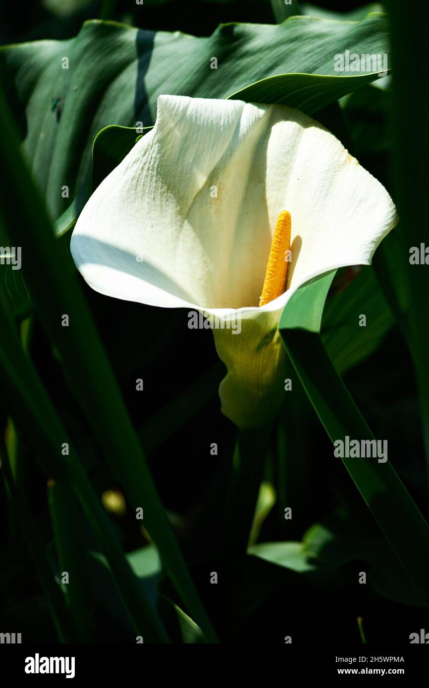 Alcatraz flower hi-res stock photography and images - Alamy