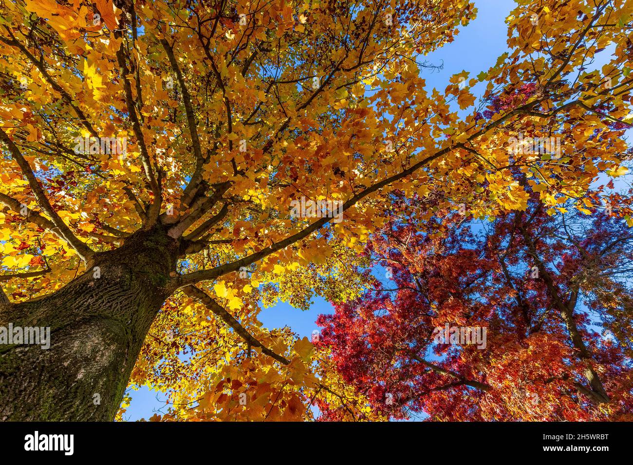 Autumn foliage scenery during daylight Stock Photo - Alamy