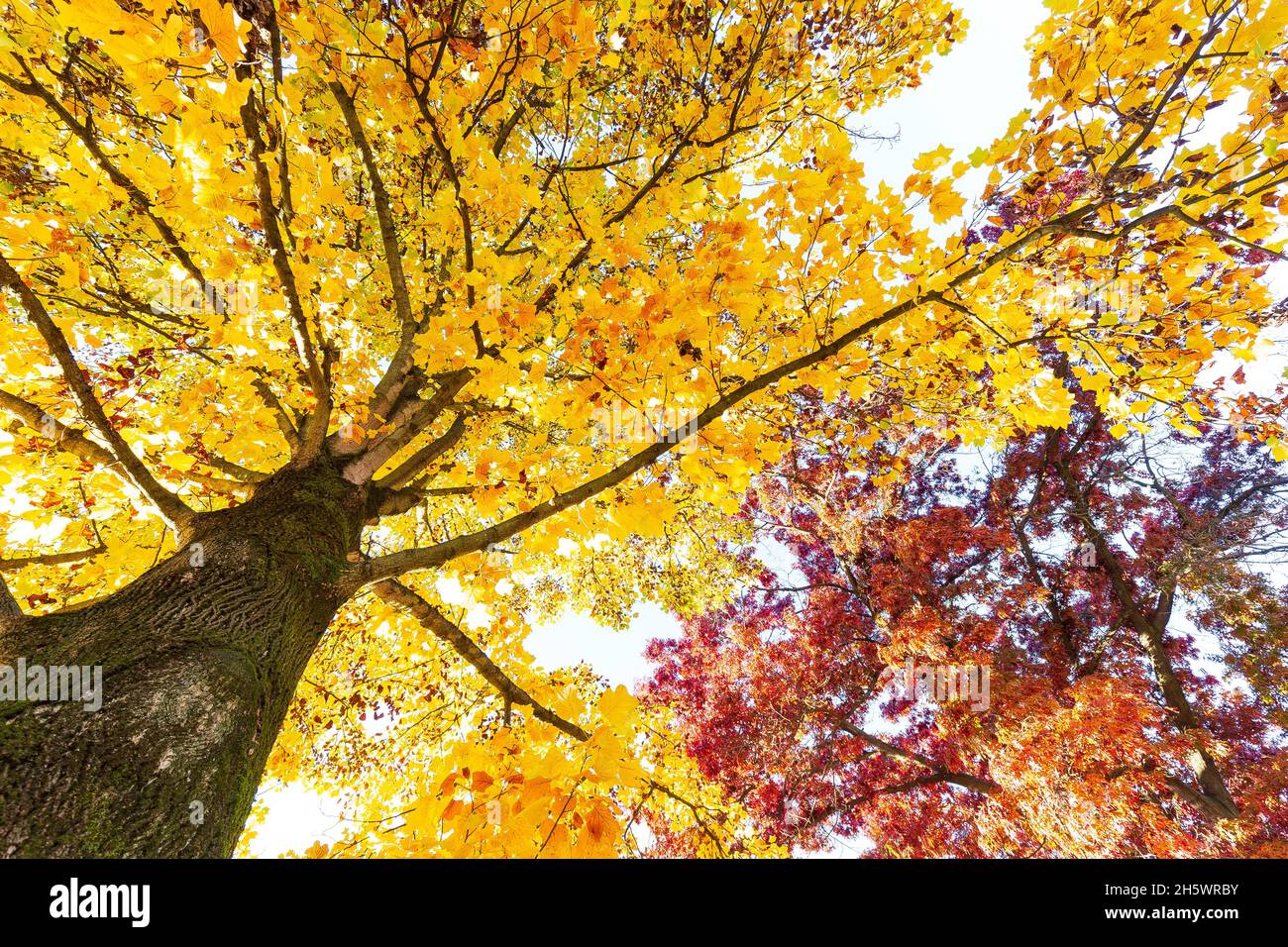 Autumn foliage scenery during daylight Stock Photo - Alamy