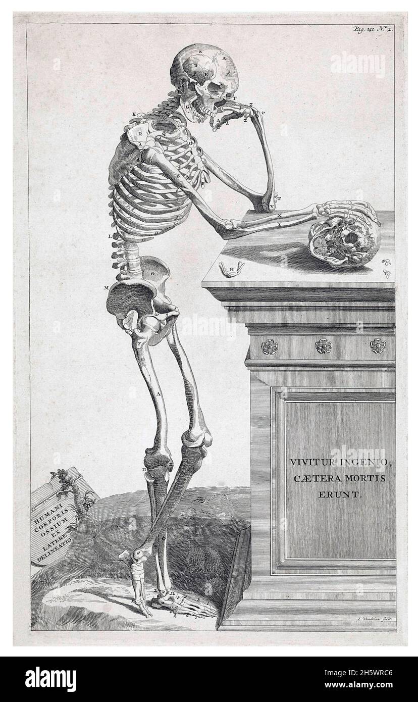 Historical line etched illustration depicting a human skeleton resting ...