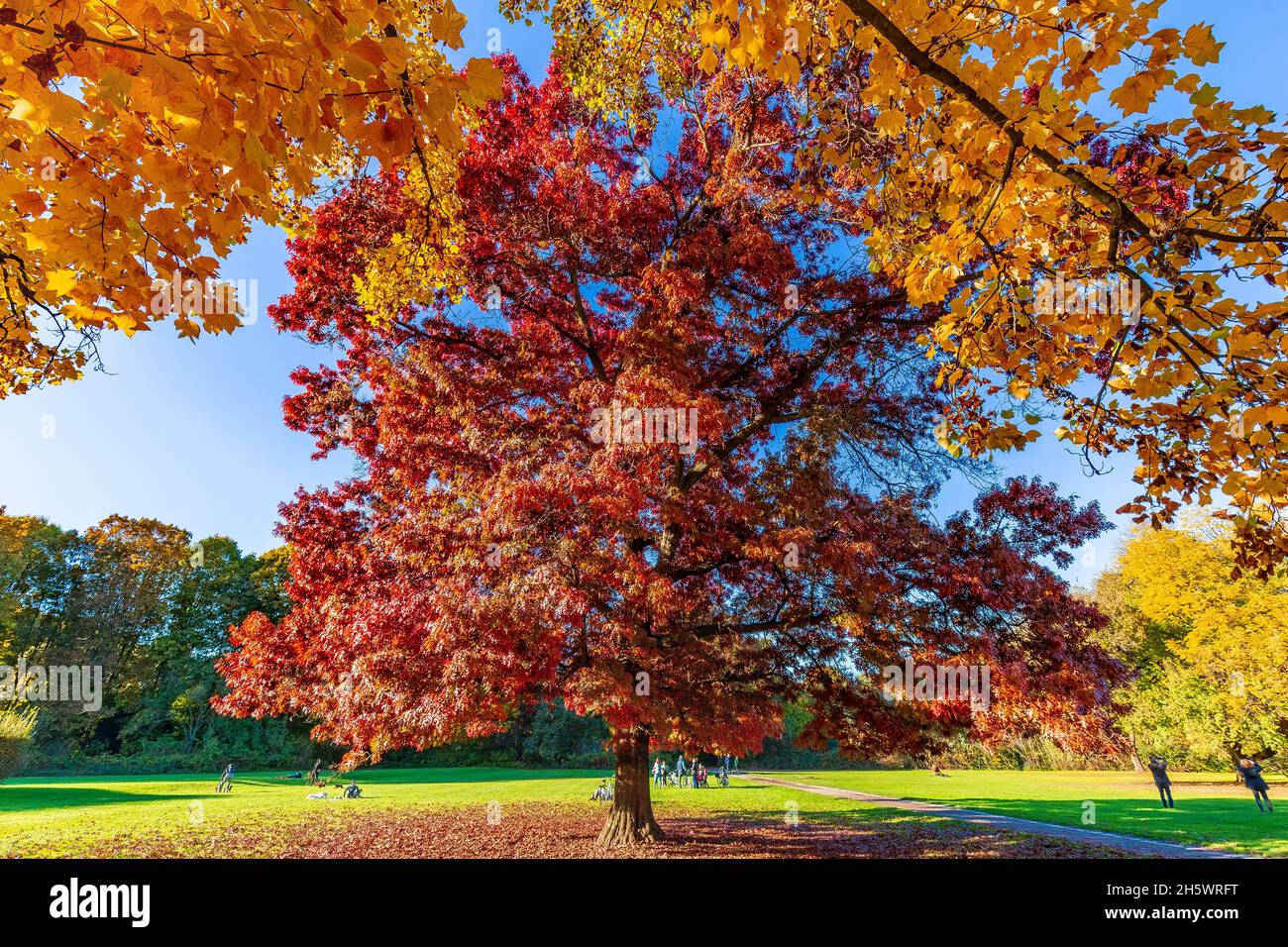 Autumn foliage scenery during daylight Stock Photo - Alamy