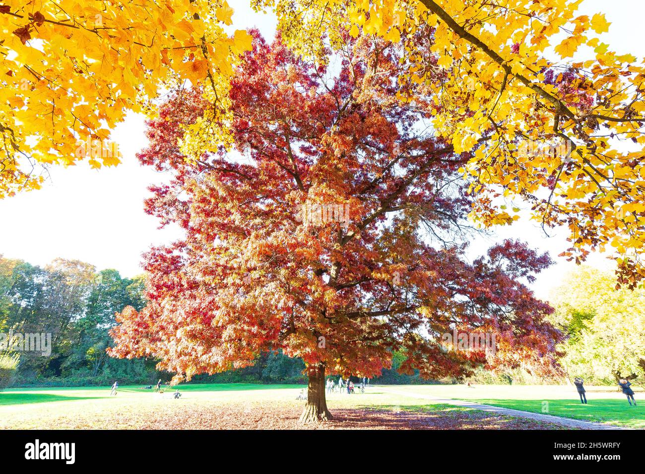 Autumn foliage scenery during daylight Stock Photo - Alamy