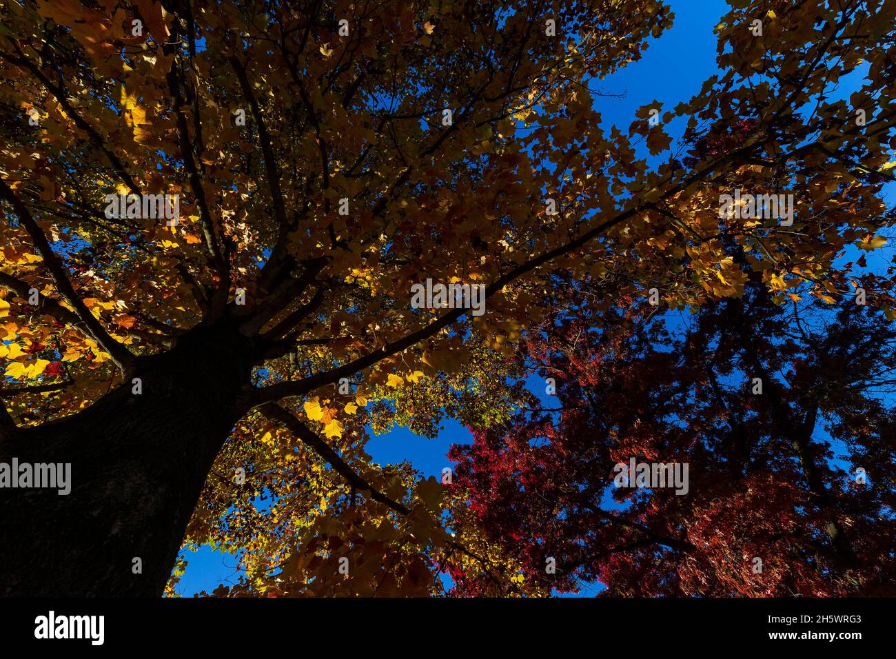 Autumn foliage scenery during daylight Stock Photo - Alamy