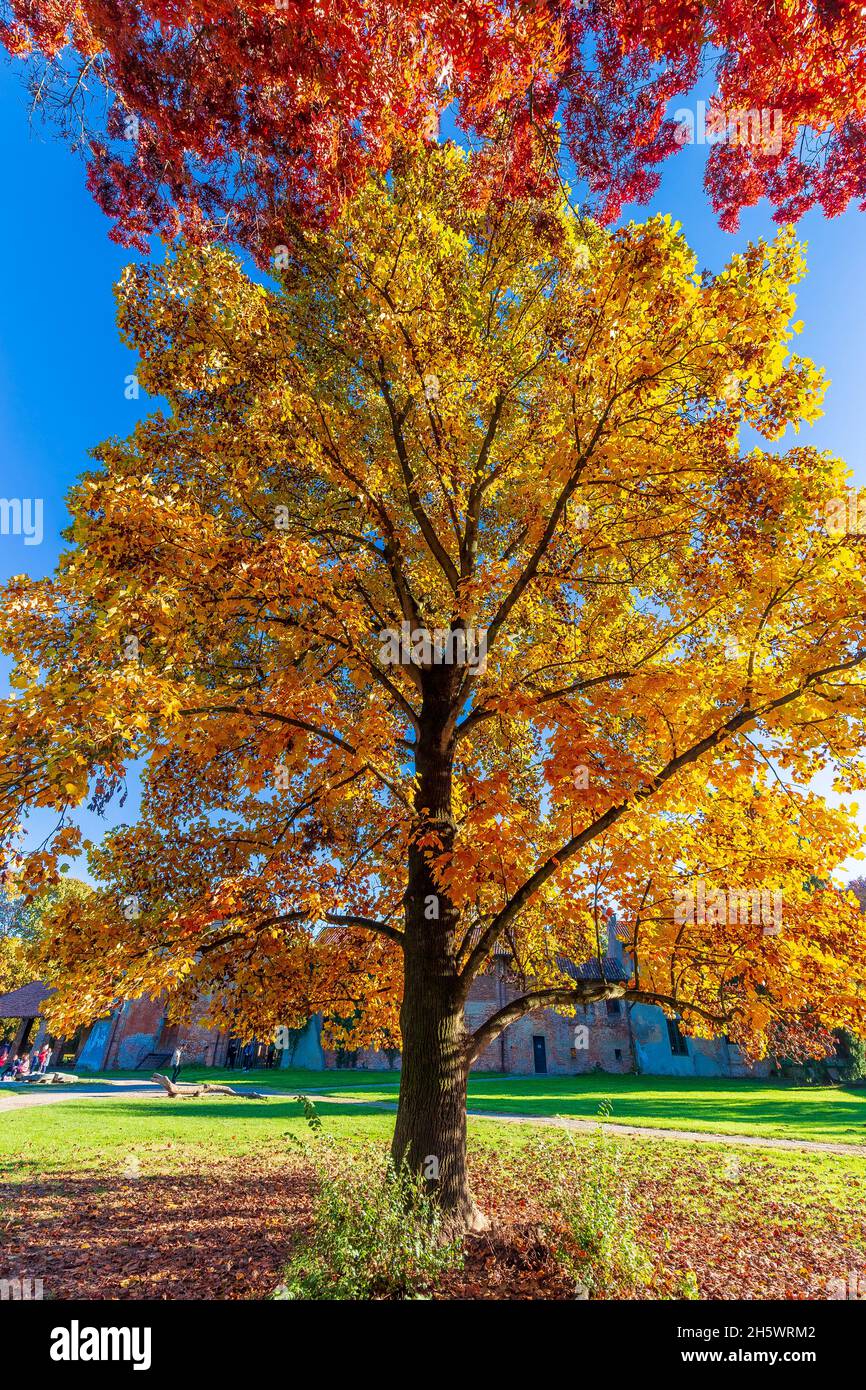 Autumn foliage scenery during daylight Stock Photo - Alamy