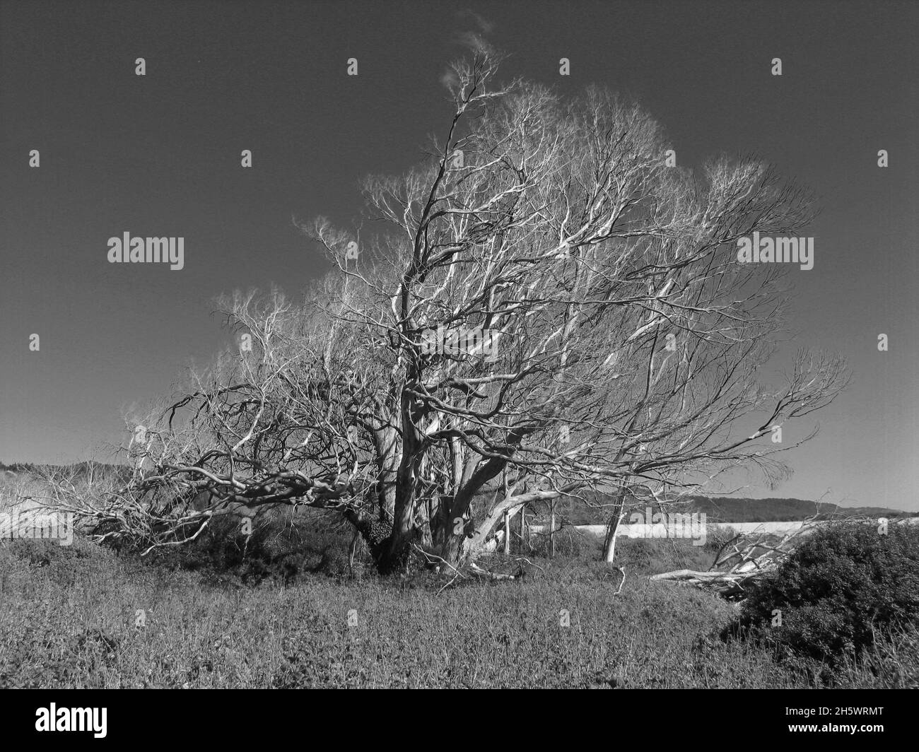 Dry tree growing in Black and White Stock Photos & Images - Alamy