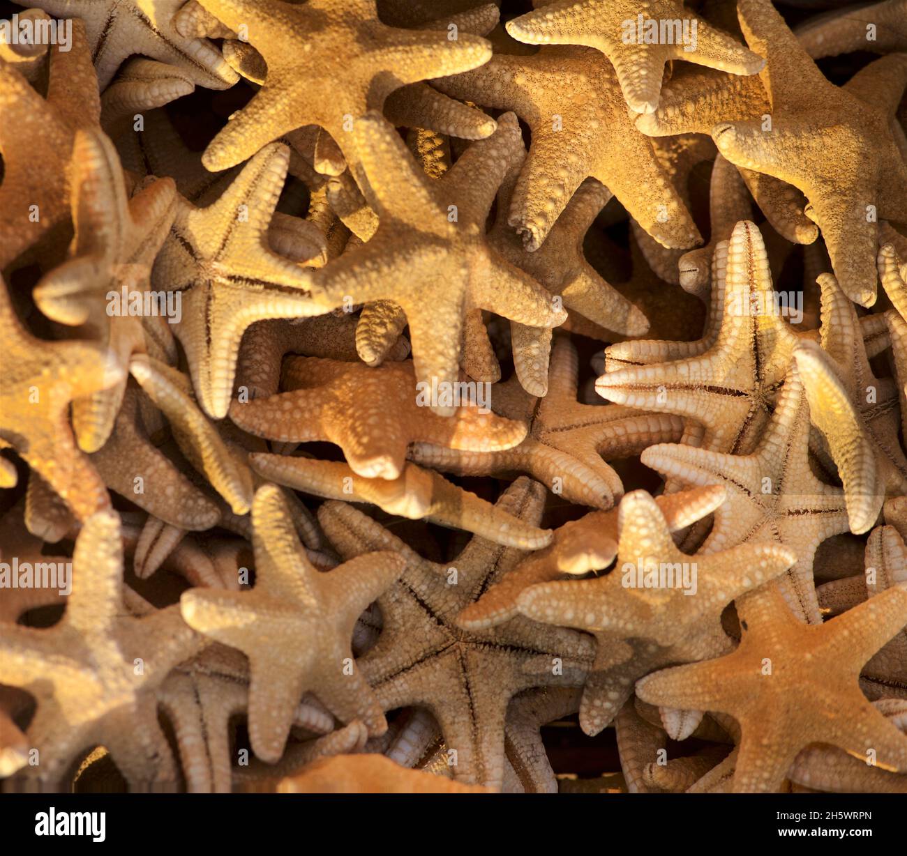 Dried starfish for sale at a gift shop on Brighton seafront. England ...